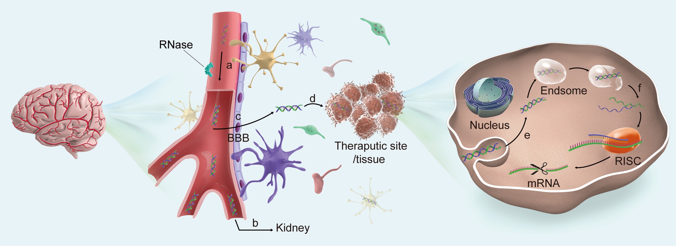 Nanotechnology based strategies for siRNA brain delivery for disease ...