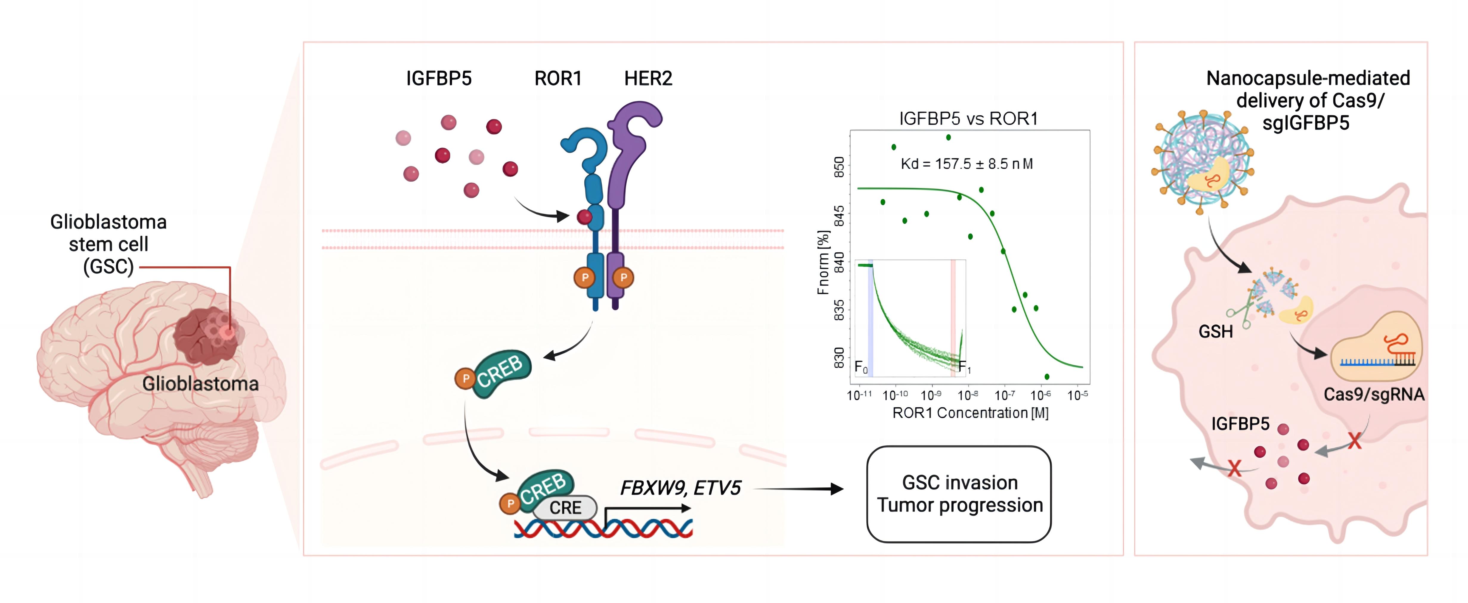 IGFBP5 is an ROR1 ligand promoting glioblastoma invasion via ROR1/HER2 ... IGFBP5 is an ROR1 ligand promoting glioblastoma invasion via ROR1/HER2 ...