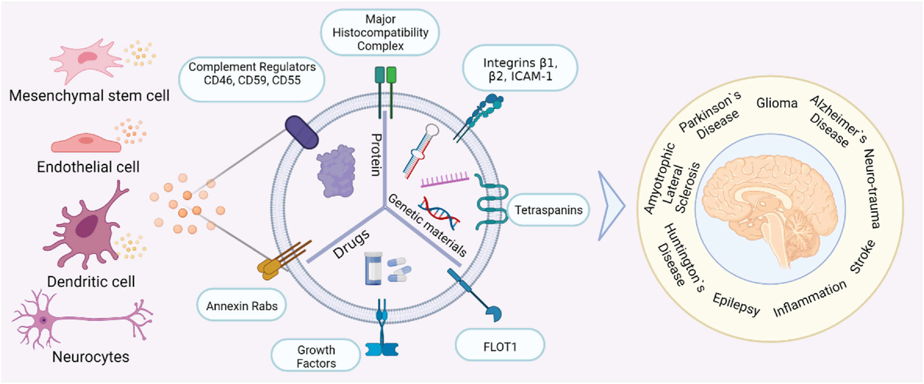 Exosomes based strategies for brain drug delivery-International Joint ...